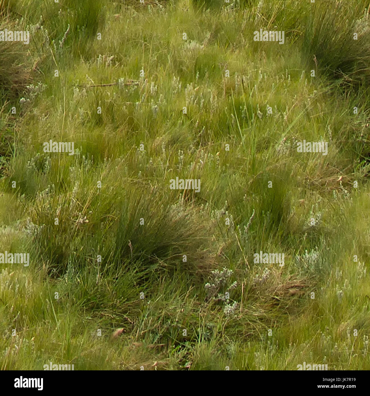 Seamless Texture of grass lands to create infinite backgrounds Stock ...