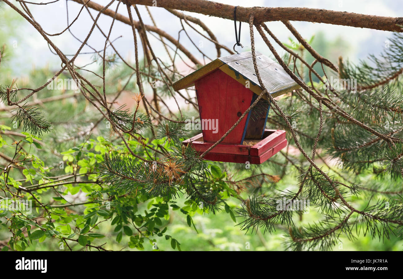 Red birdhouse on a pine branch Stock Photo - Alamy