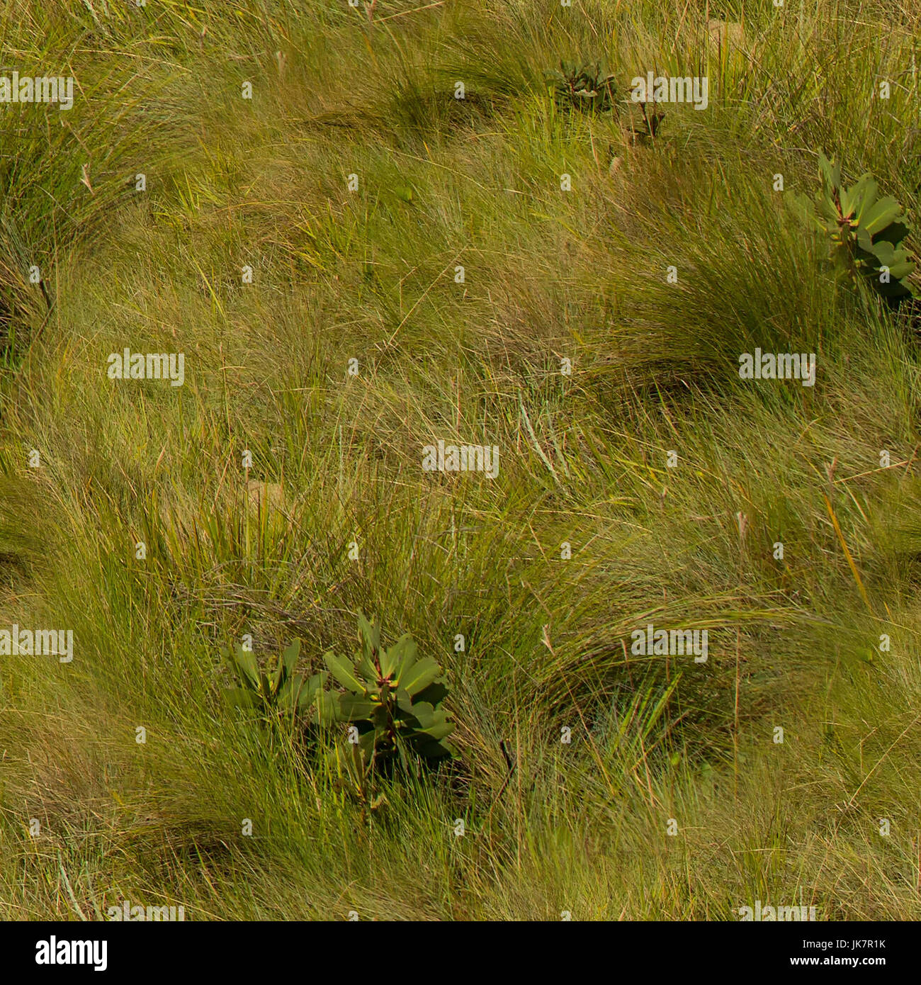 Seamless Texture of grass lands to create infinite backgrounds Stock ...