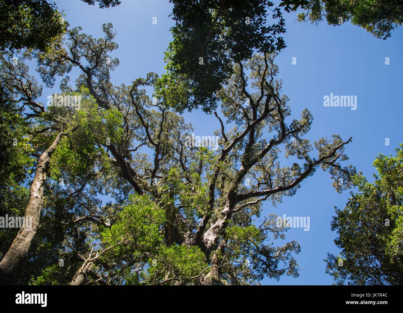 Huge Yellowwood Tree near the Otter trail at the Eastern Cape of South ...