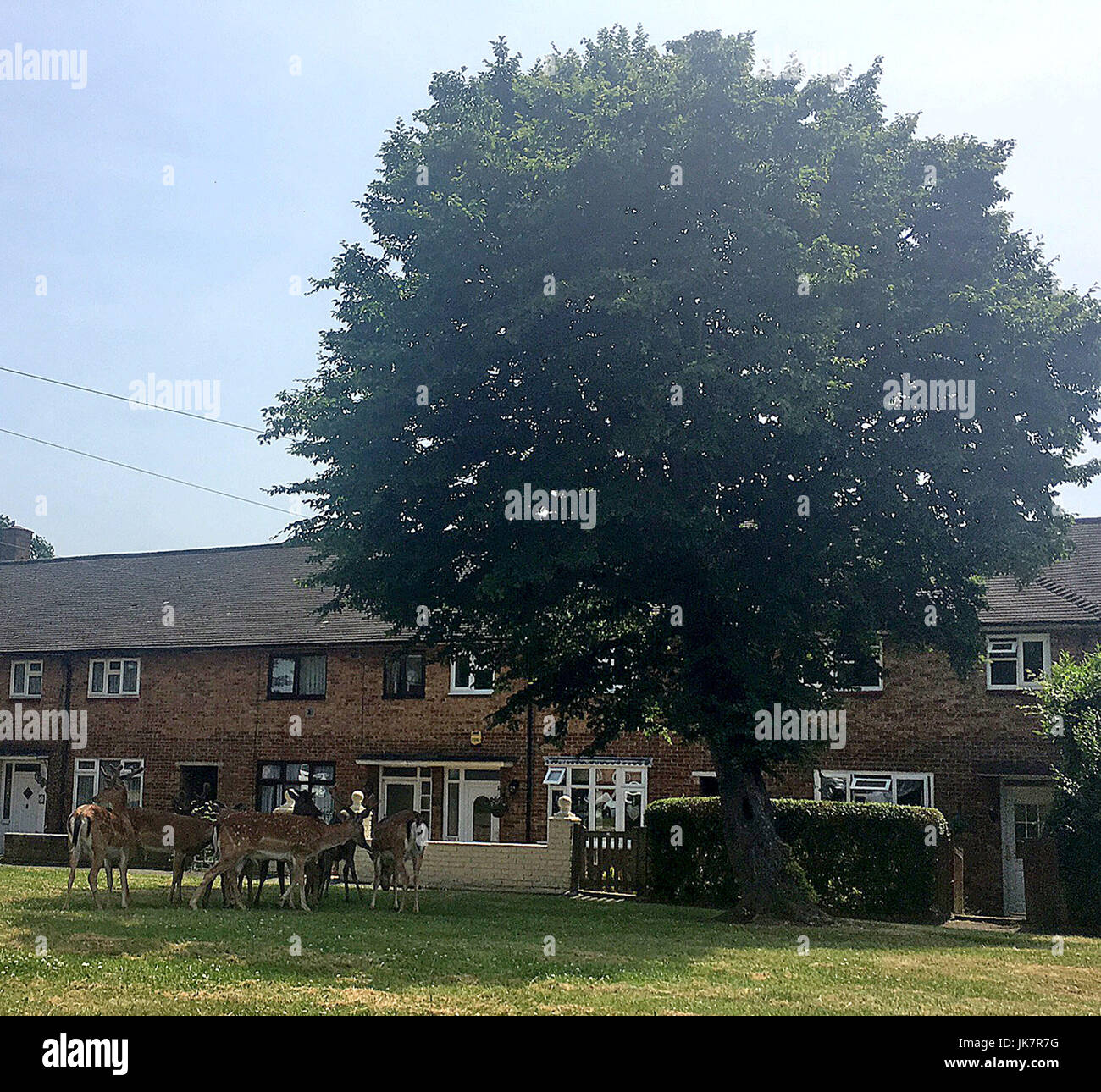 Harold hill deer hi-res stock photography and images - Alamy