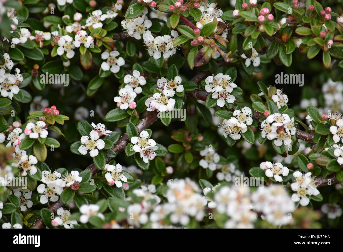 White flowered bush, backgrounds Stock Photo - Alamy