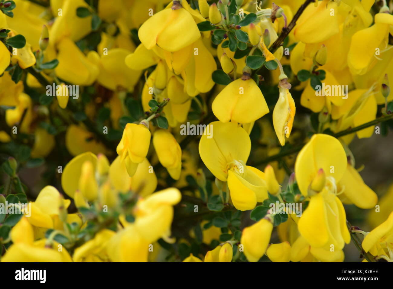 Broom, Cytisus scoparius in flower Stock Photo - Alamy