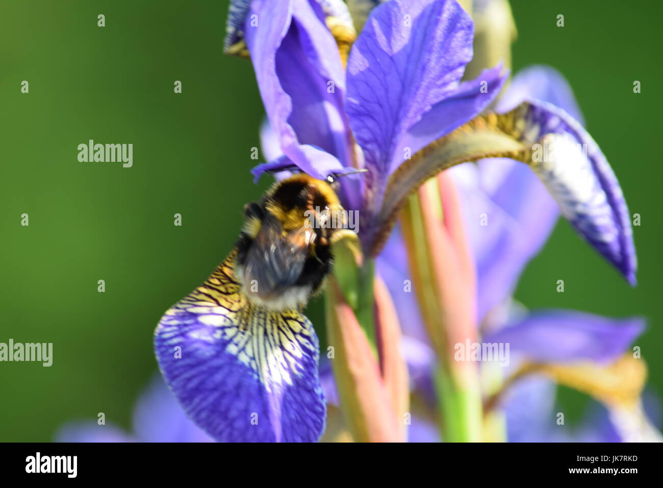 Iiris High Resolution Stock Photography and Images - Alamy