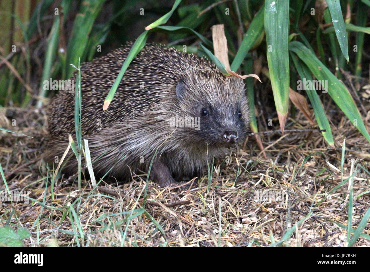 A close up photograph of a European Hedgehog in an urban garden, with ...