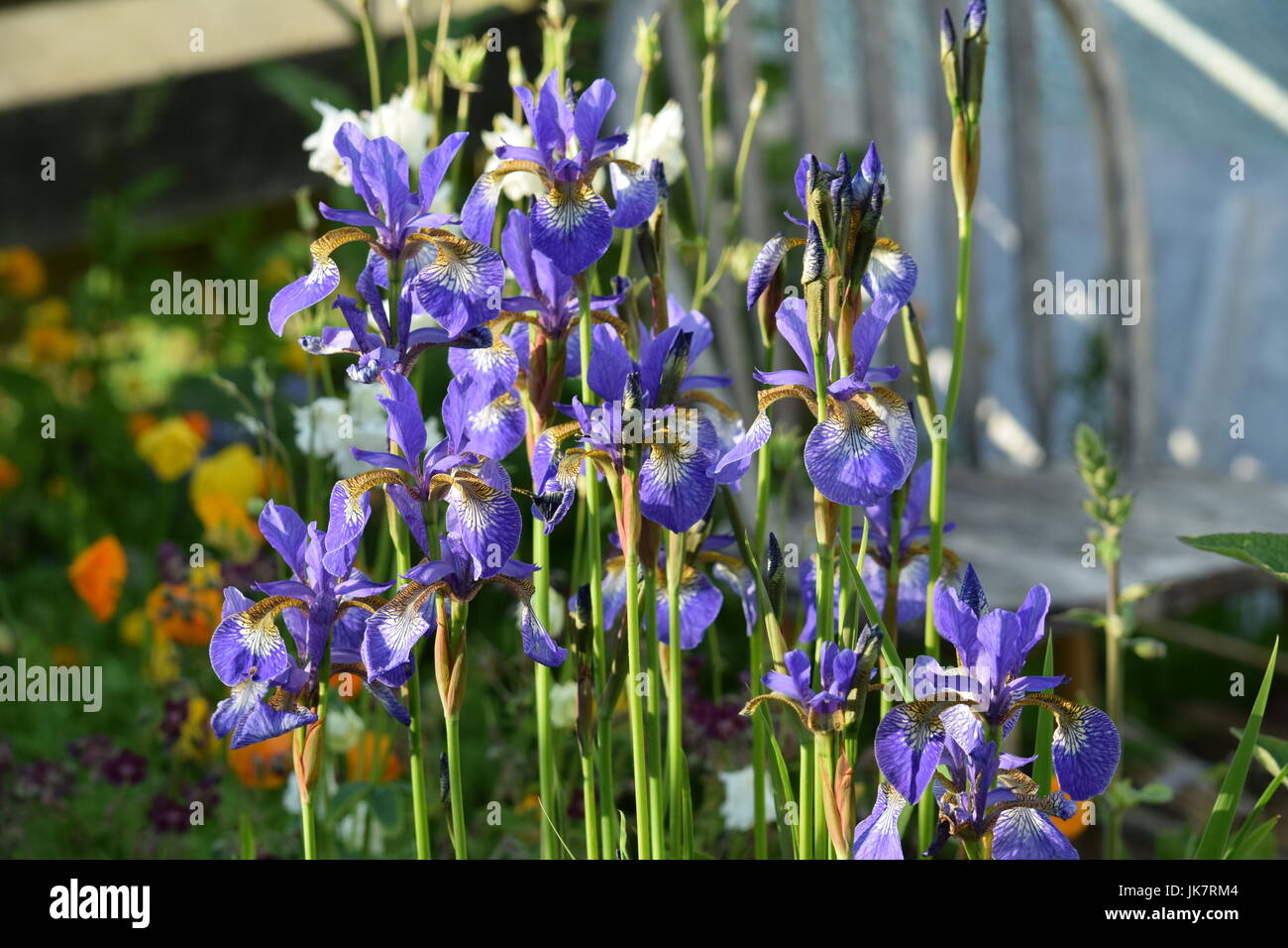 Iiris High Resolution Stock Photography and Images - Alamy