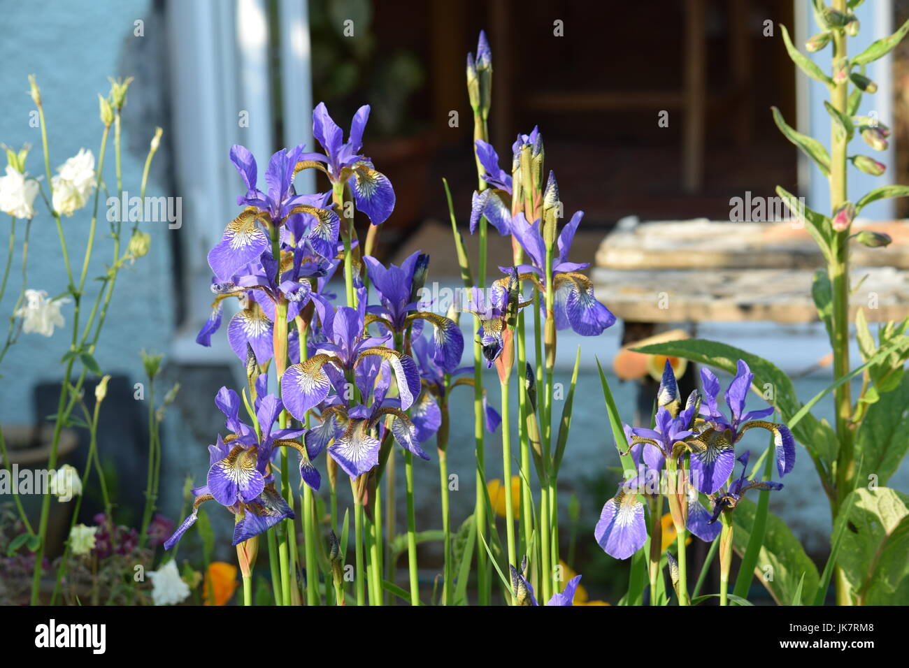 Iiris hi-res stock photography and images - Alamy
