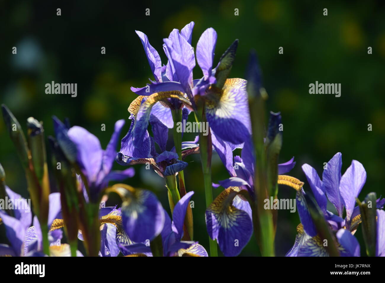 Iiris High Resolution Stock Photography and Images - Alamy
