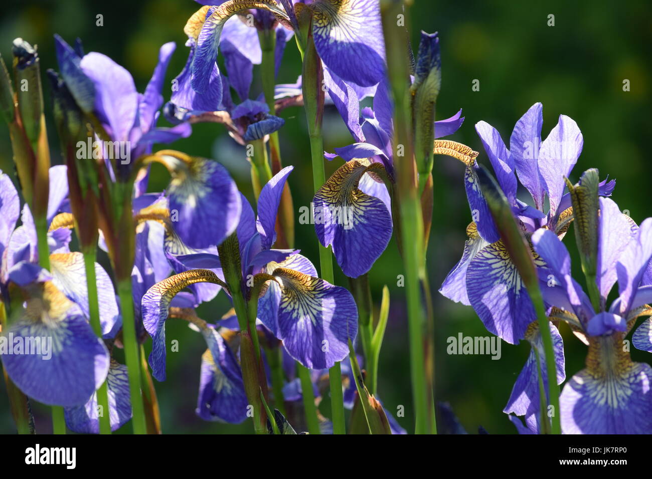 Siberian iiris, Iris sibirica Stock Photo - Alamy