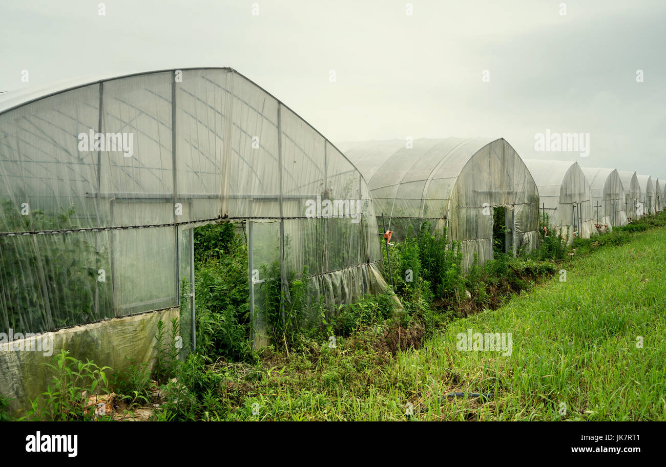 Heavy rain in the farm, even into a vegetable greenhouse Stock Photo ...