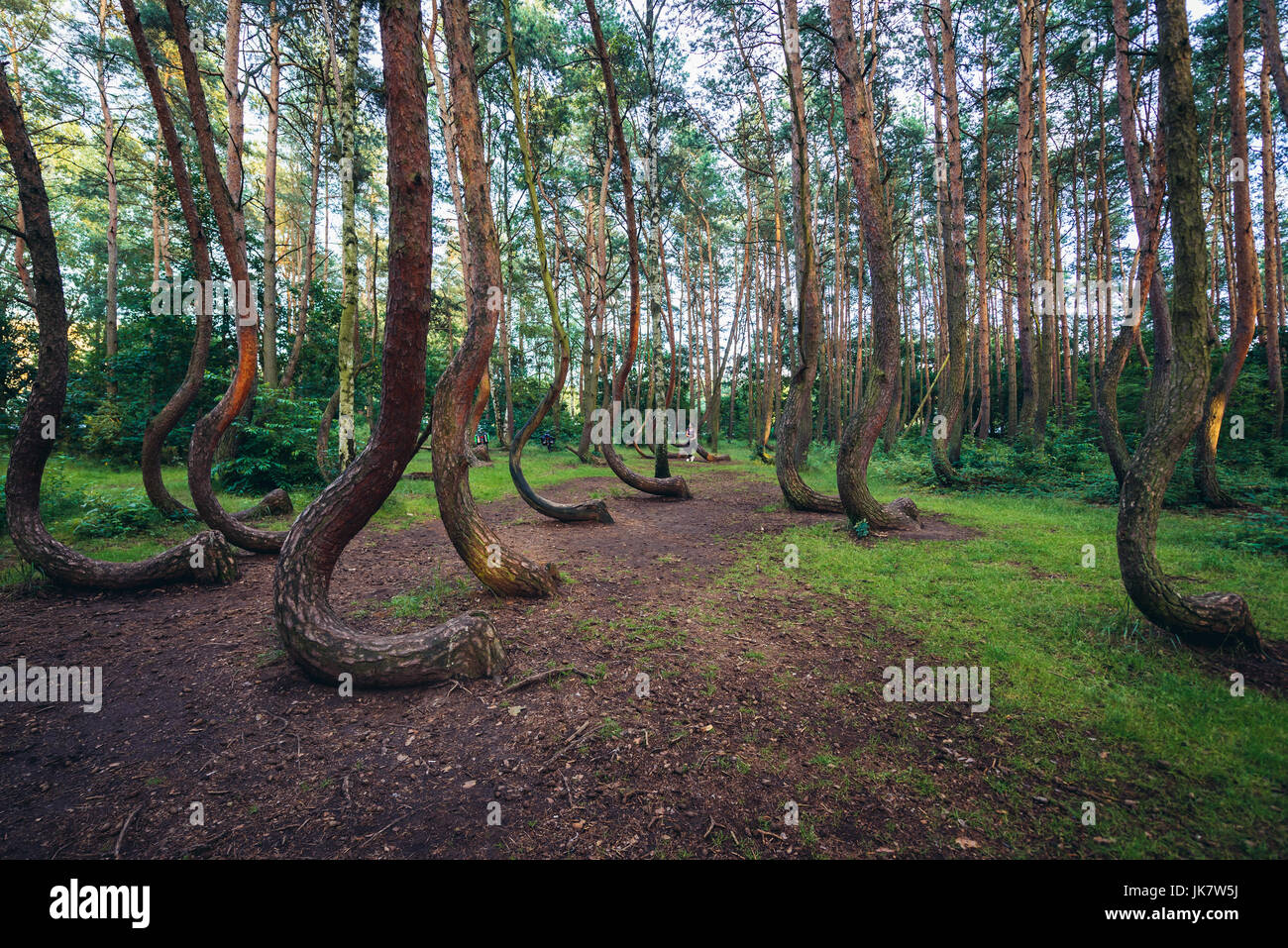 So called Crooked Forest (Polish: Krzywy Las) with oddly-shaped pine ...