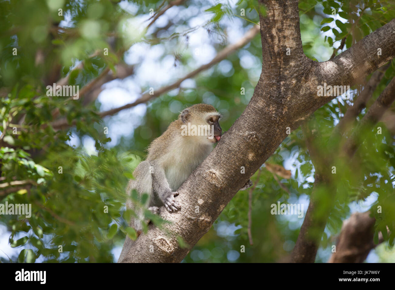 Vervet monkey eating insects on tree, Malawi Stock Photo - Alamy