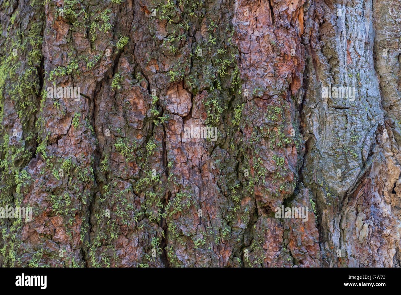 Sequoia bark hi-res stock photography and images - Alamy