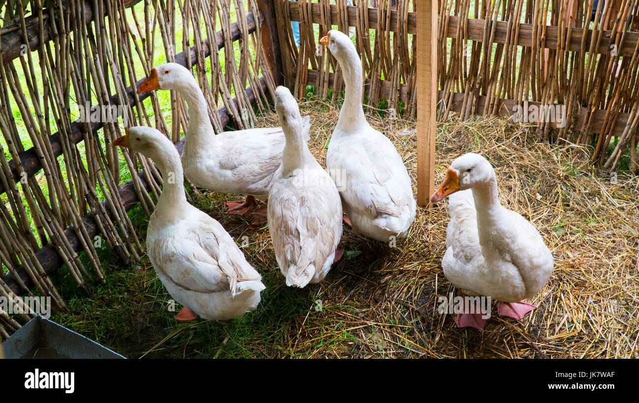 Geese in the paddock Stock Photo - Alamy