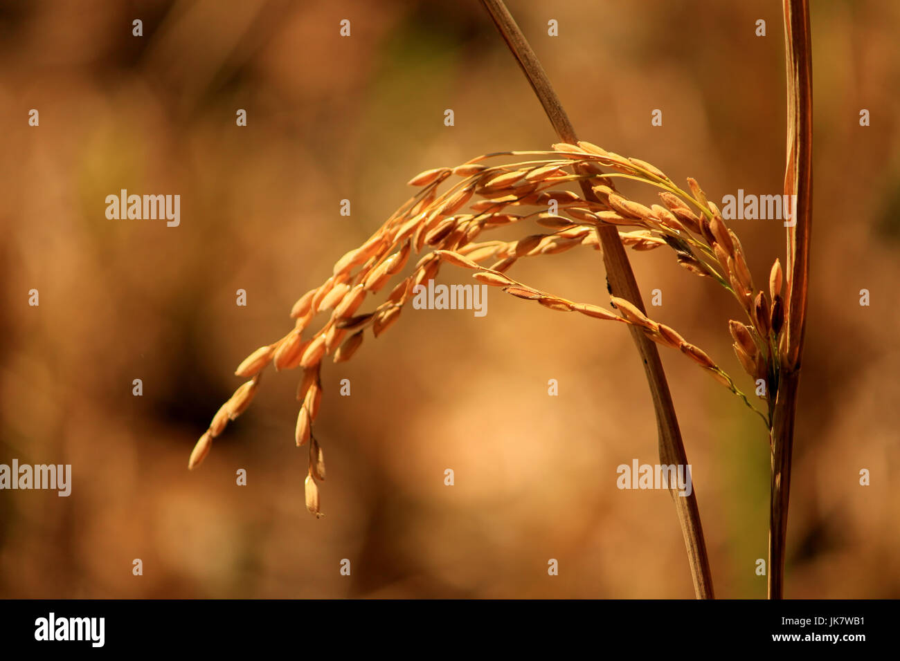 Ripe rice grain ready for harvest Stock Photo - Alamy