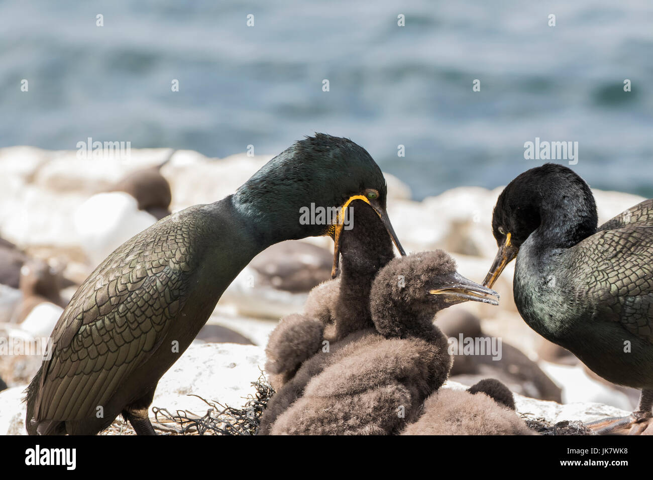 Shag bird hi-res stock photography and images - Alamy