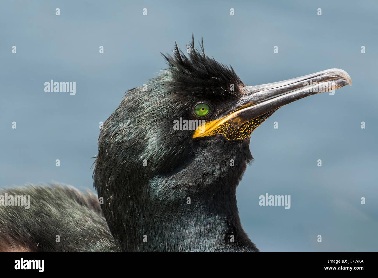 Shag bird hi-res stock photography and images - Alamy