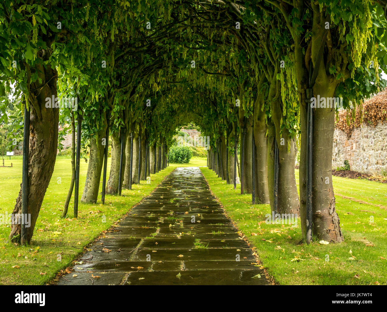 Laburnum Arch High Resolution Stock Photography and Images - Alamy