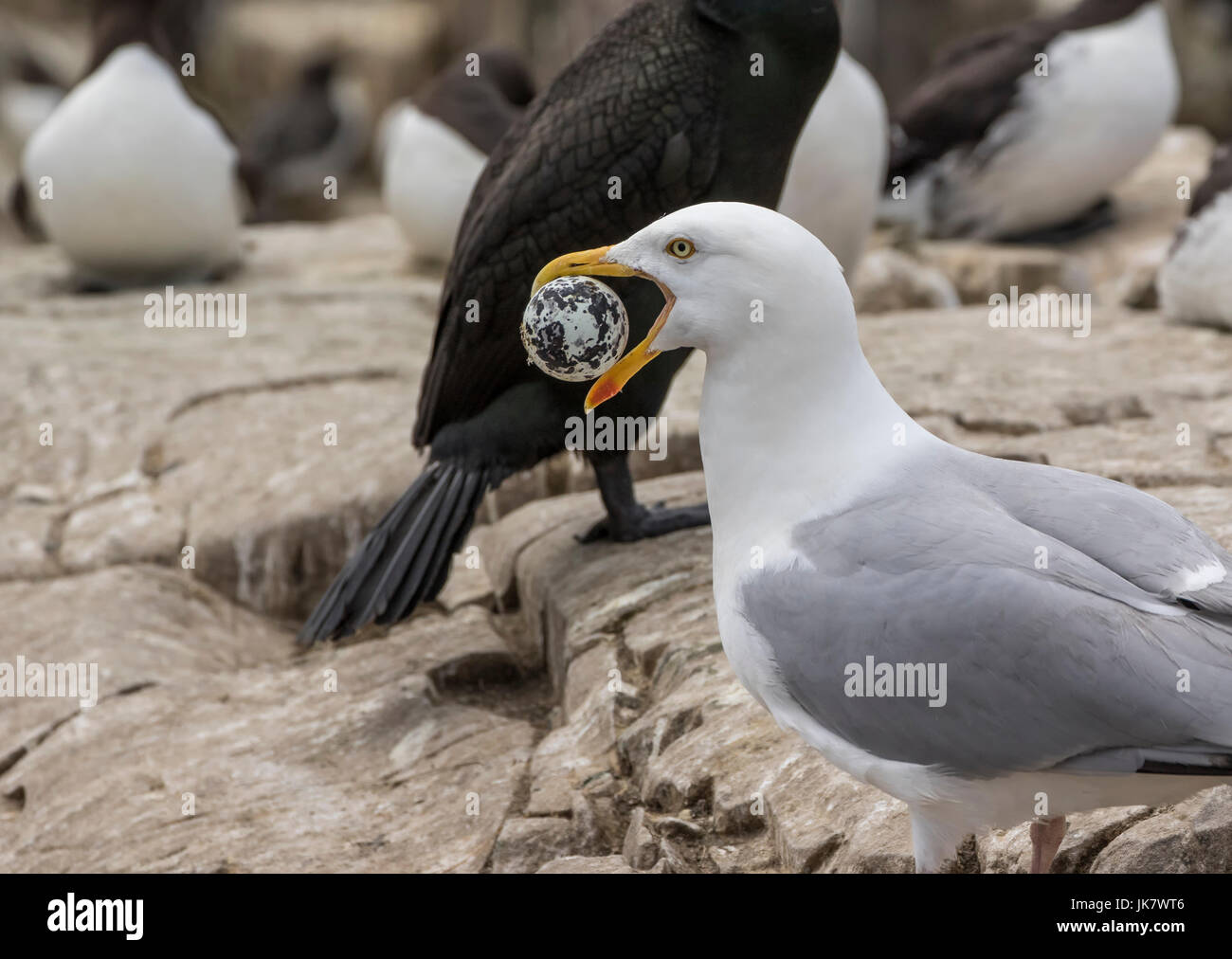 Seagull eating guillemot egg hi-res stock photography and images - Alamy