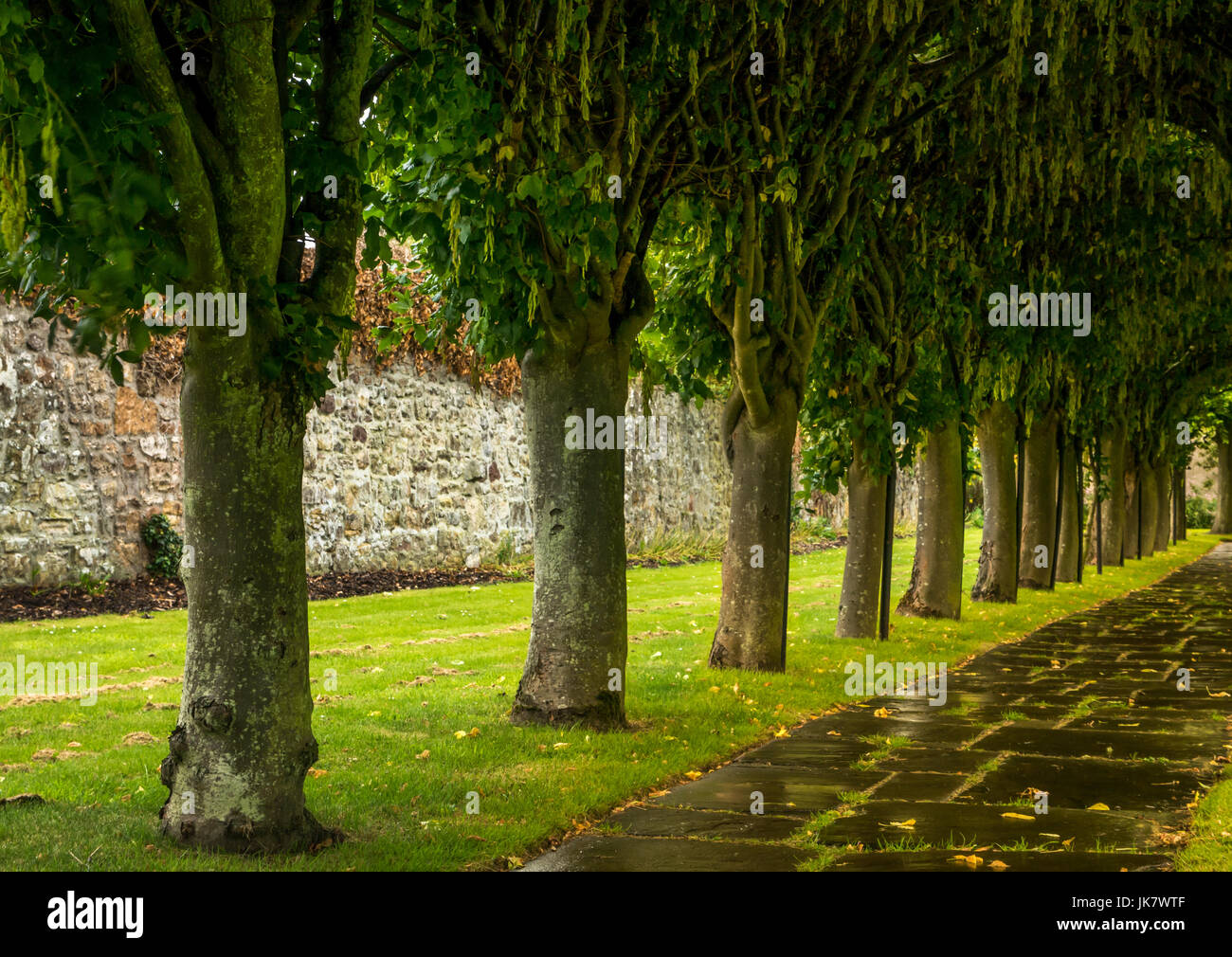 Pleached hi-res stock photography and images - Alamy