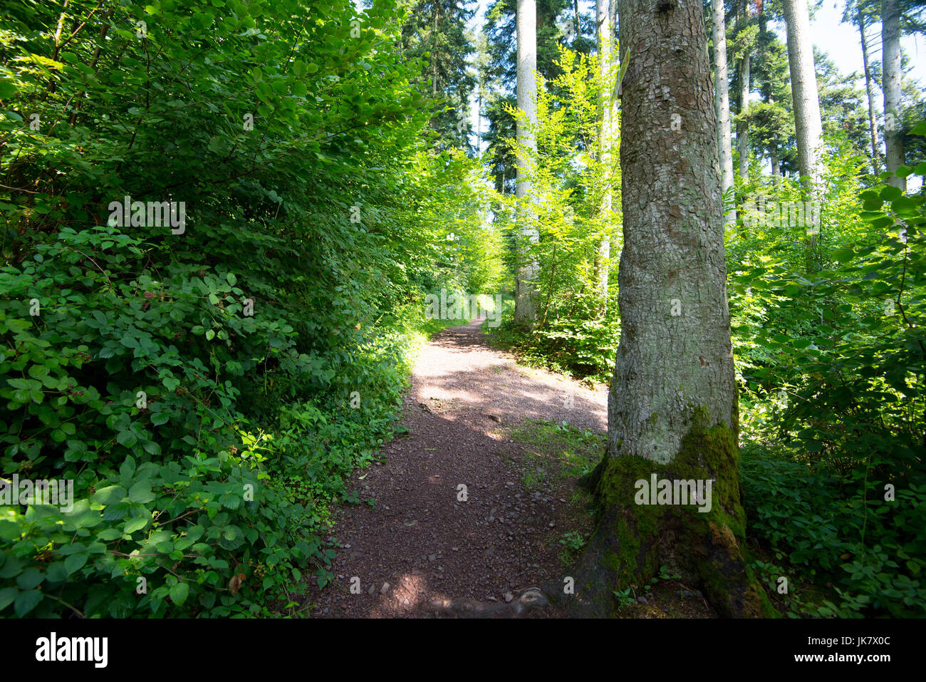 Tracking path in the Black Forest Stock Photo - Alamy