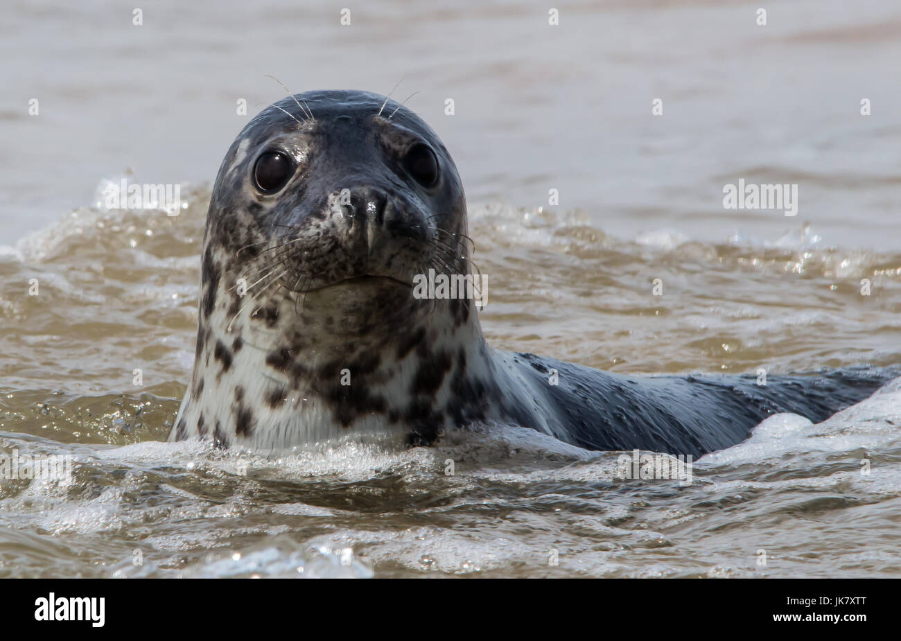 Common, Harbour Seal. Blakeney Point Stock Photo - Alamy