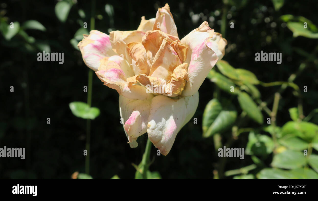 Faded blooms hi-res stock photography and images - Alamy