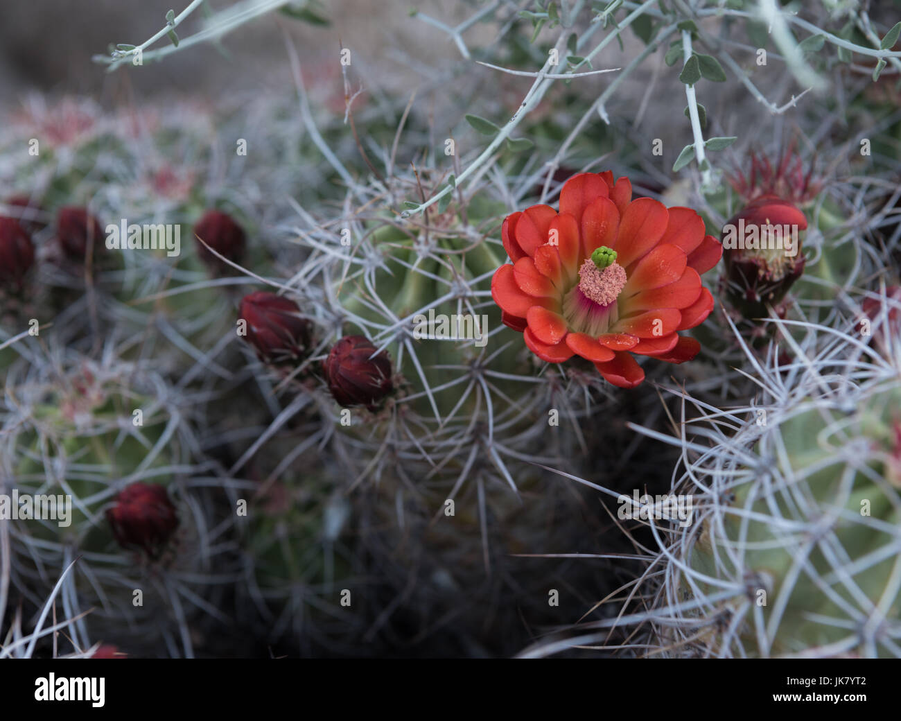 Single cactus flower hi-res stock photography and images - Alamy