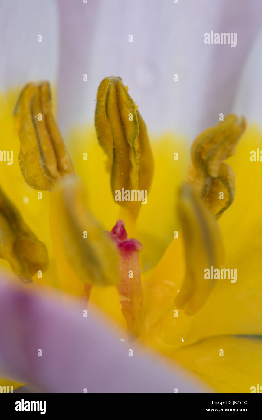 Pollen covered stigma hi-res stock photography and images - Alamy