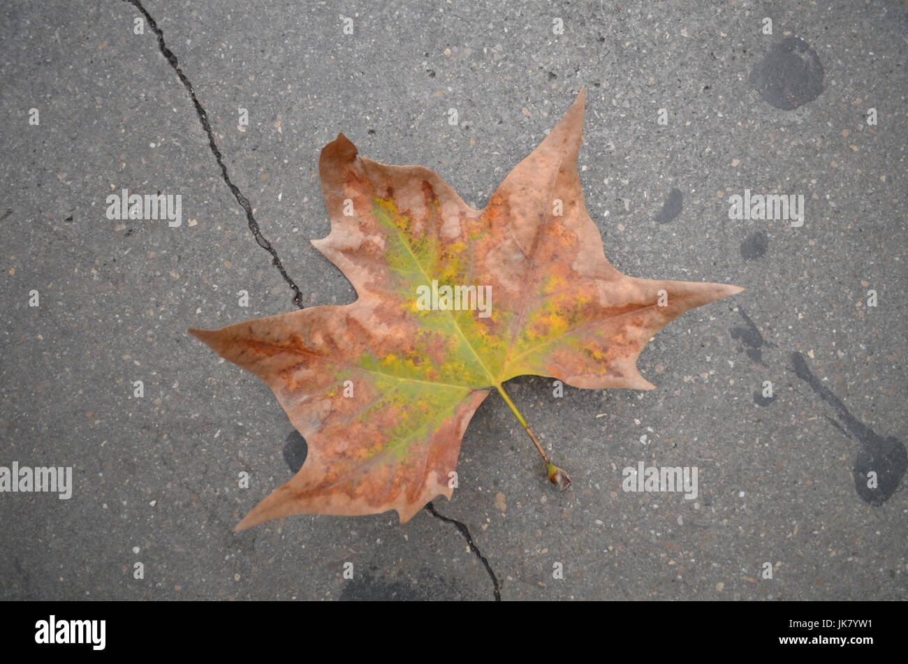 Autumn leaf on a concrete floor Stock Photo - Alamy