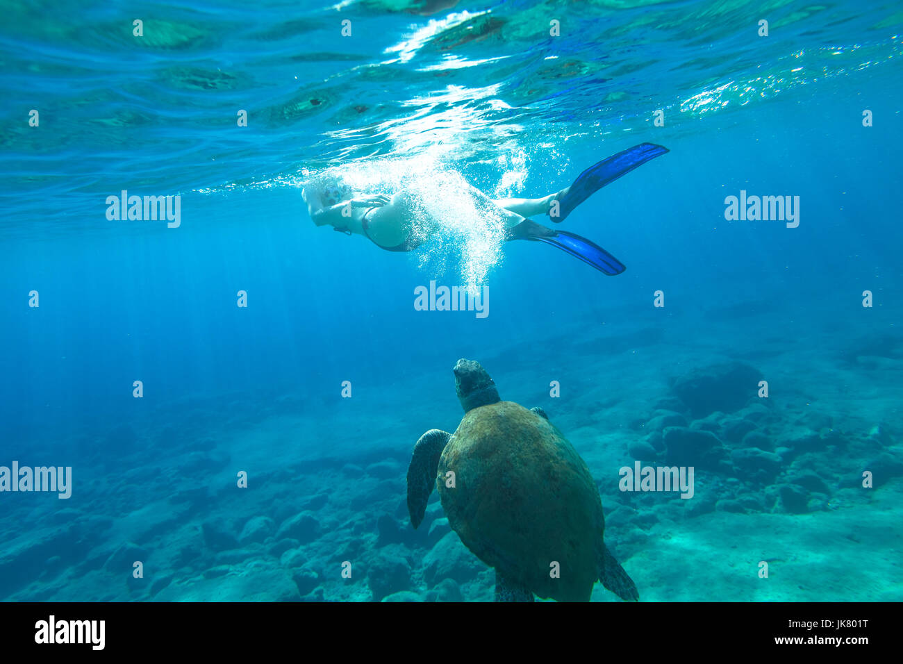Female green turtle hi-res stock photography and images - Alamy
