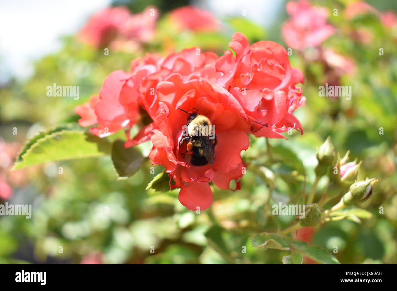 Bumble bee pollinating flowers hi-res stock photography and images - Alamy