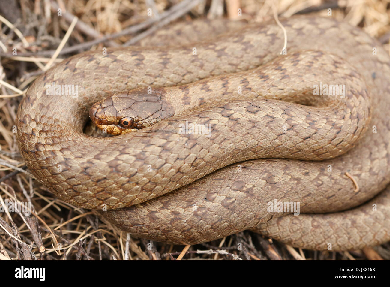 Smooth snake hi-res stock photography and images - Alamy