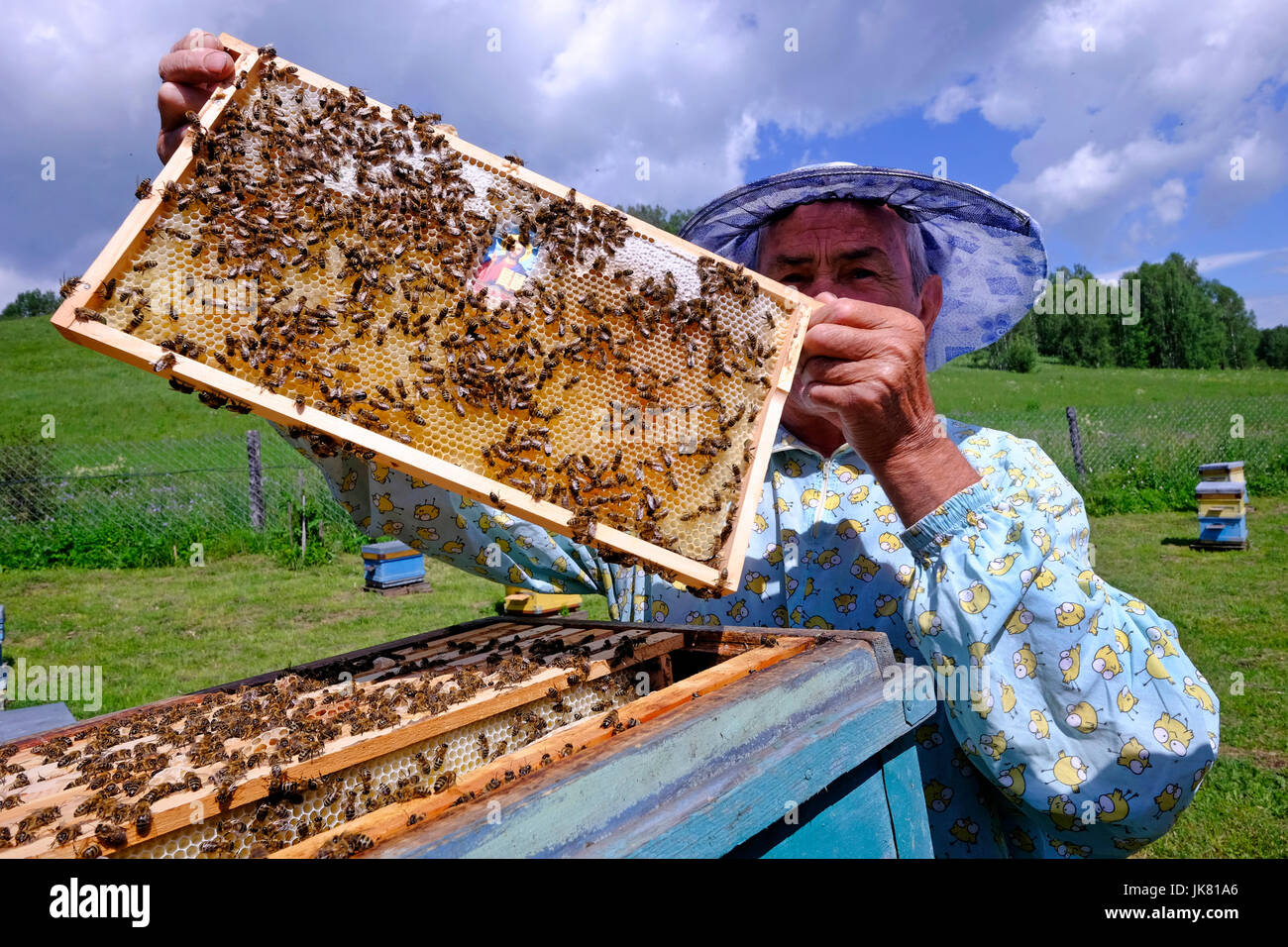 Western honey bees honeycomb hi-res stock photography and images - Alamy