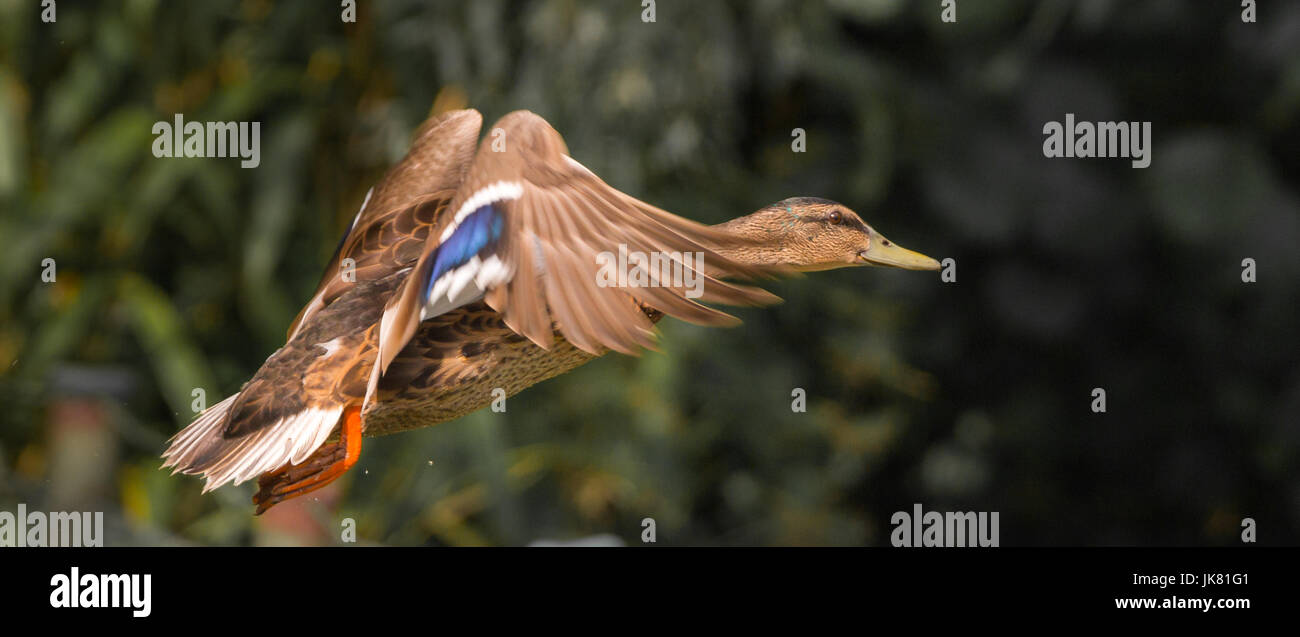 Wildlife photograph of ducks hi-res stock photography and images - Alamy