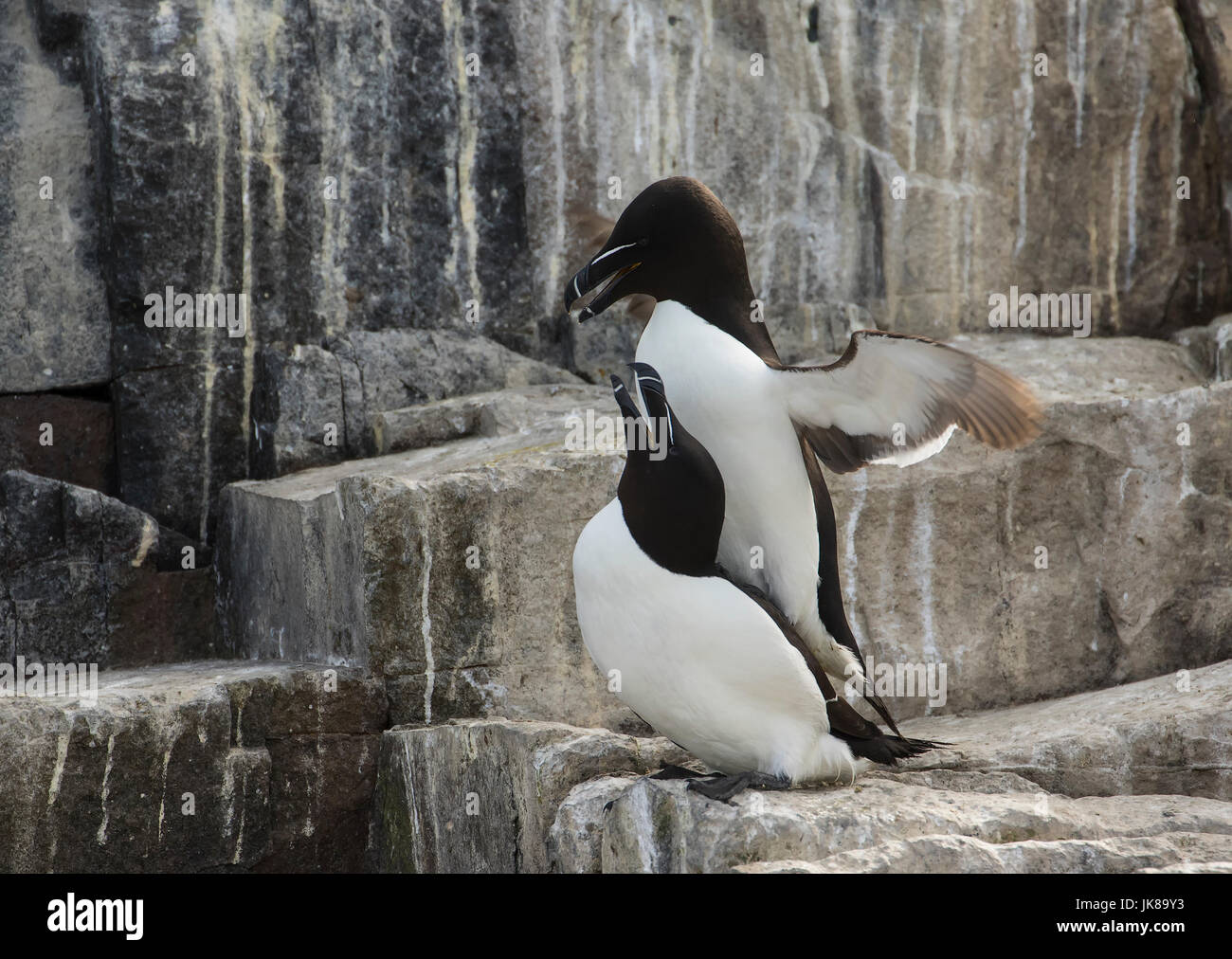 Mating seabirds hi-res stock photography and images - Alamy