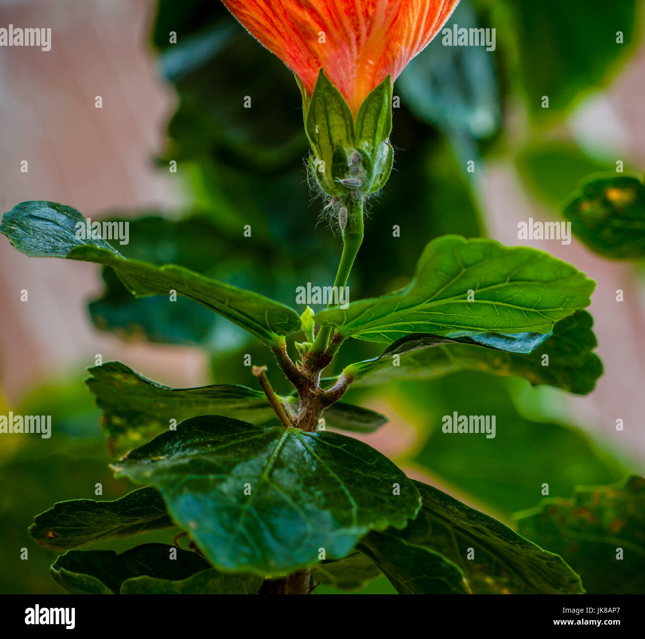 Hibiscus leaves hi-res stock photography and images - Alamy
