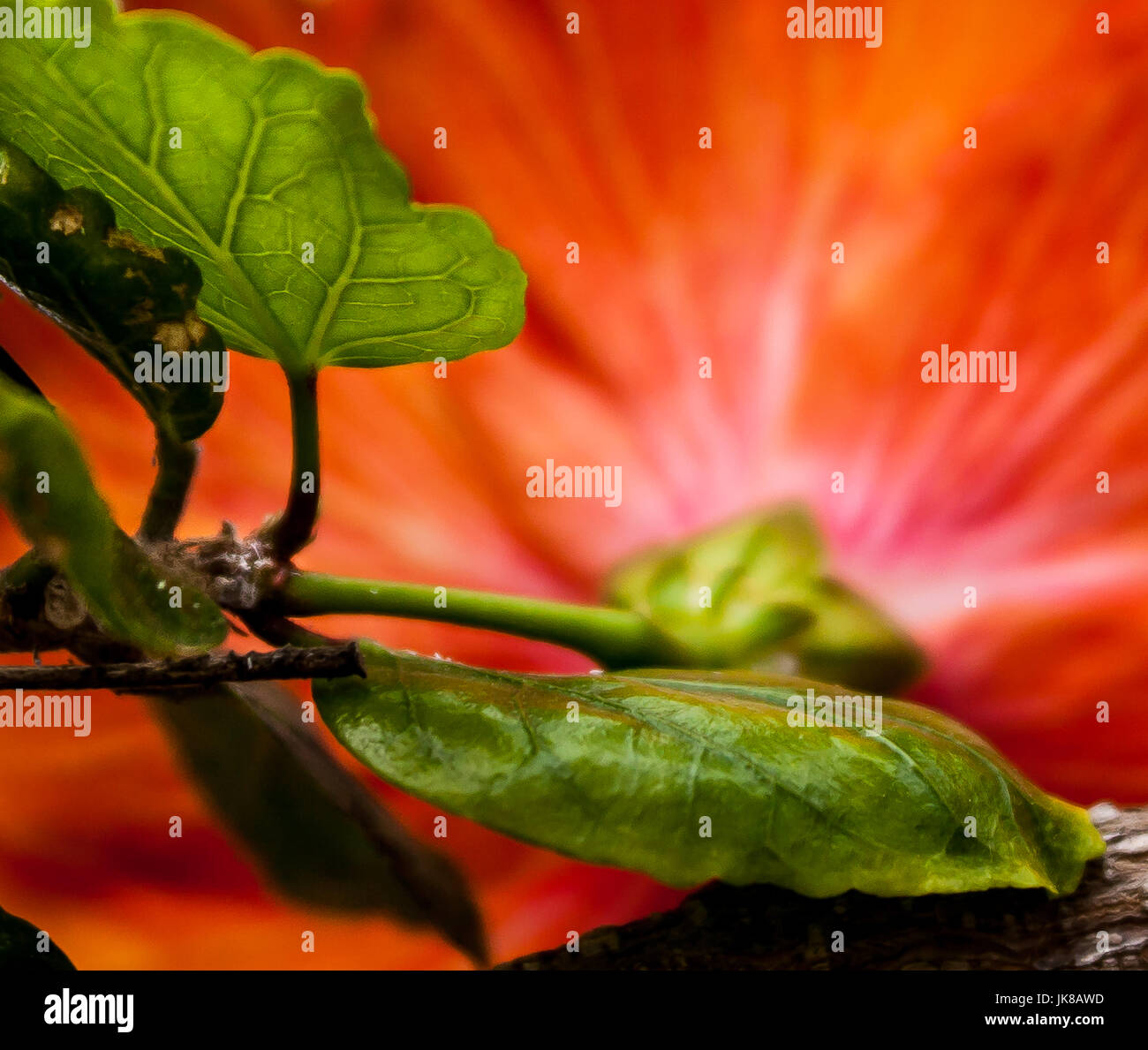 Spectacular red explosion Stock Photo - Alamy