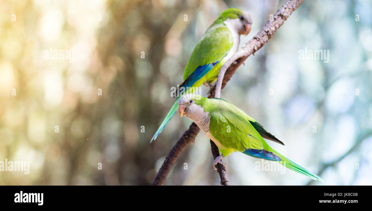 Colorful happy parrots on a tree Stock Photo - Alamy
