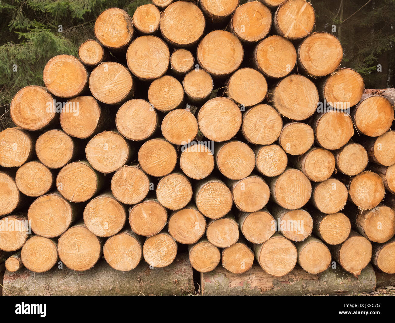 Wooden trunks hi-res stock photography and images - Alamy