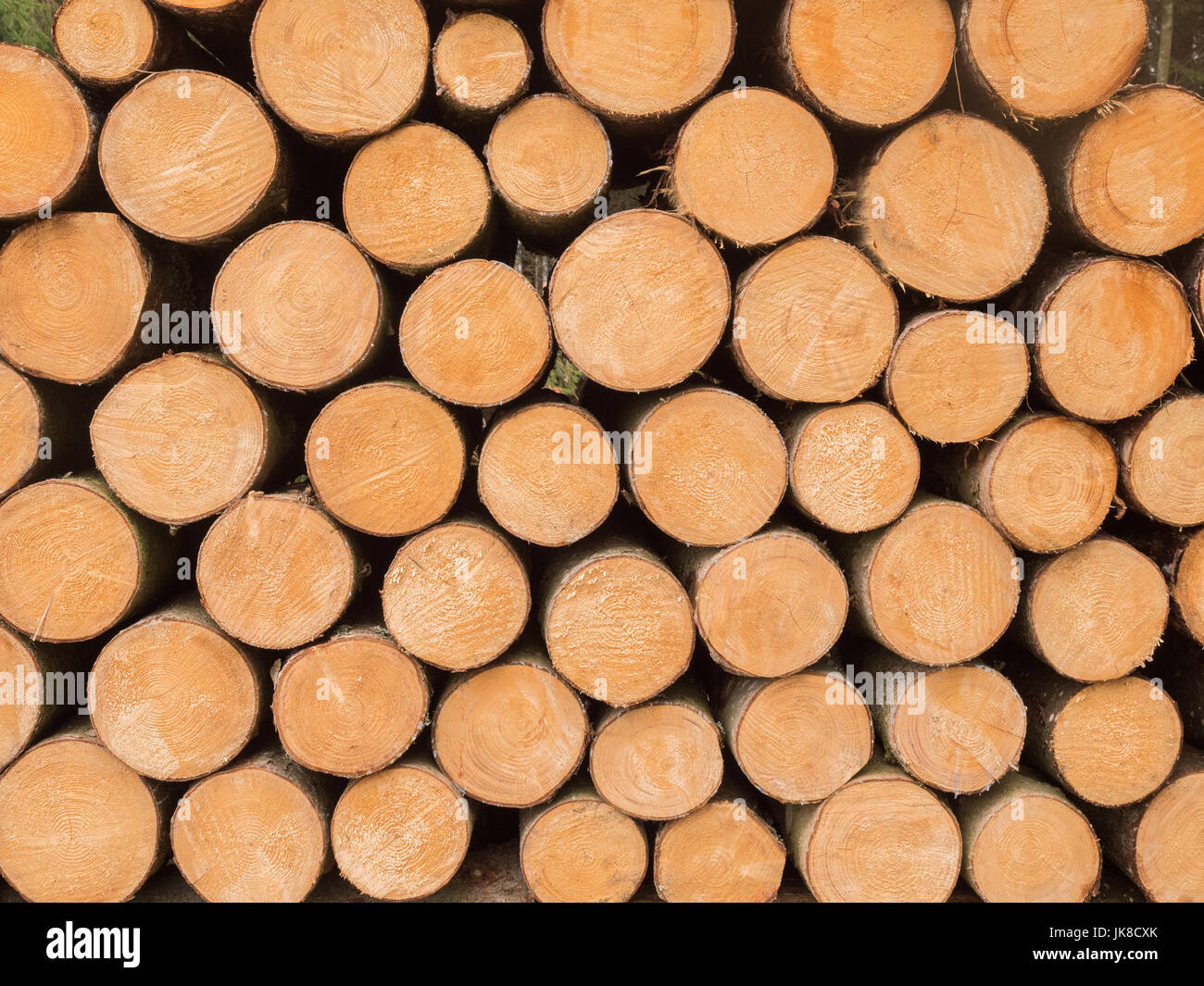 Wooden trunks hi-res stock photography and images - Alamy