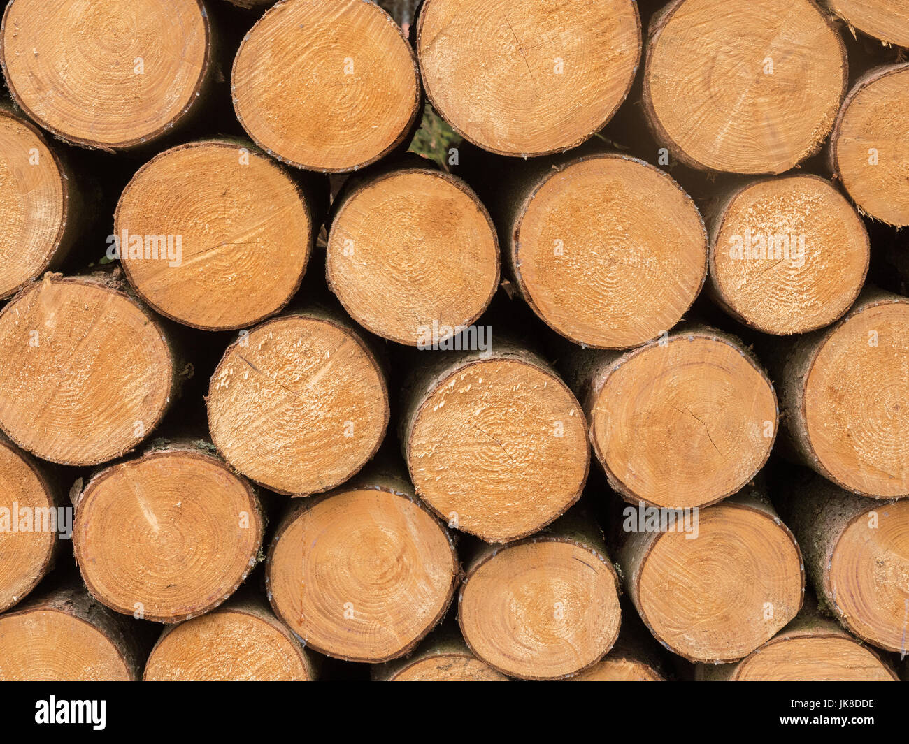 Wooden trunks hi-res stock photography and images - Alamy