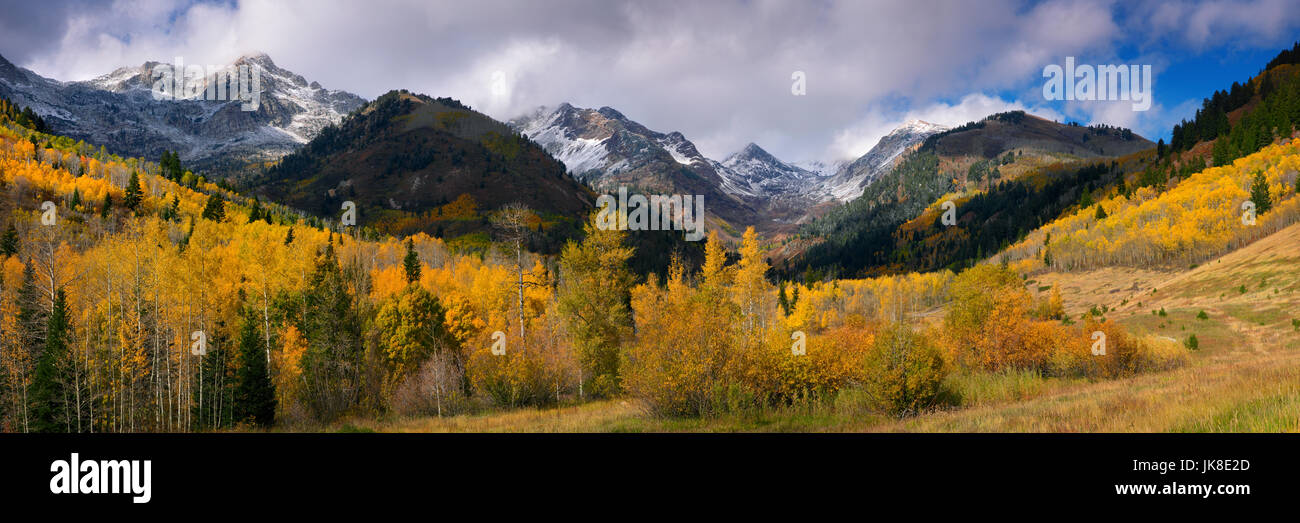 Aspen trees in fall, Wasatch Mountain State Park, Utah Stock Photo - Alamy