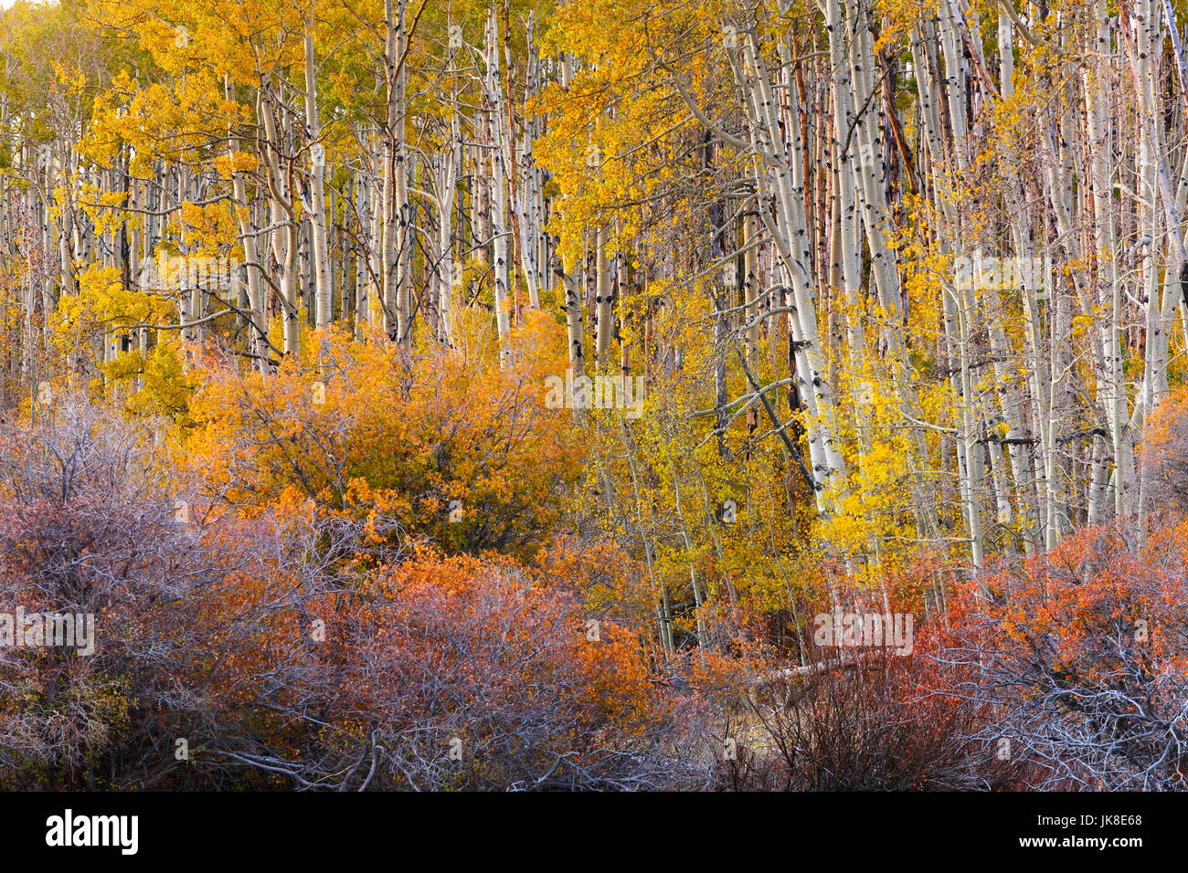 Fall colors in Boulder Mountain, near Escalante, Utah Stock Photo - Alamy