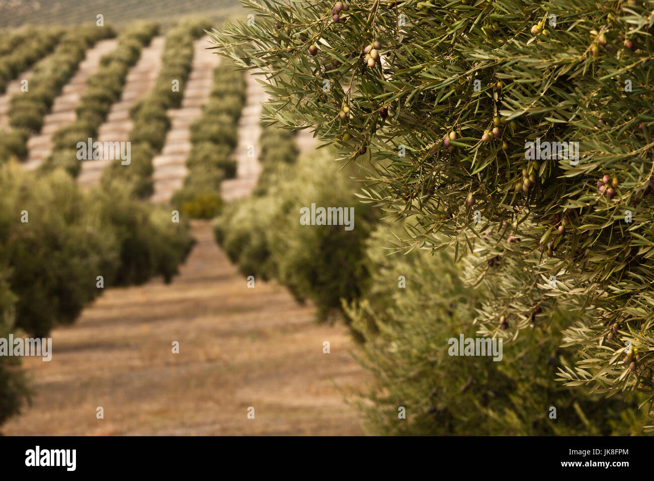 Jaen region hi-res stock photography and images - Alamy