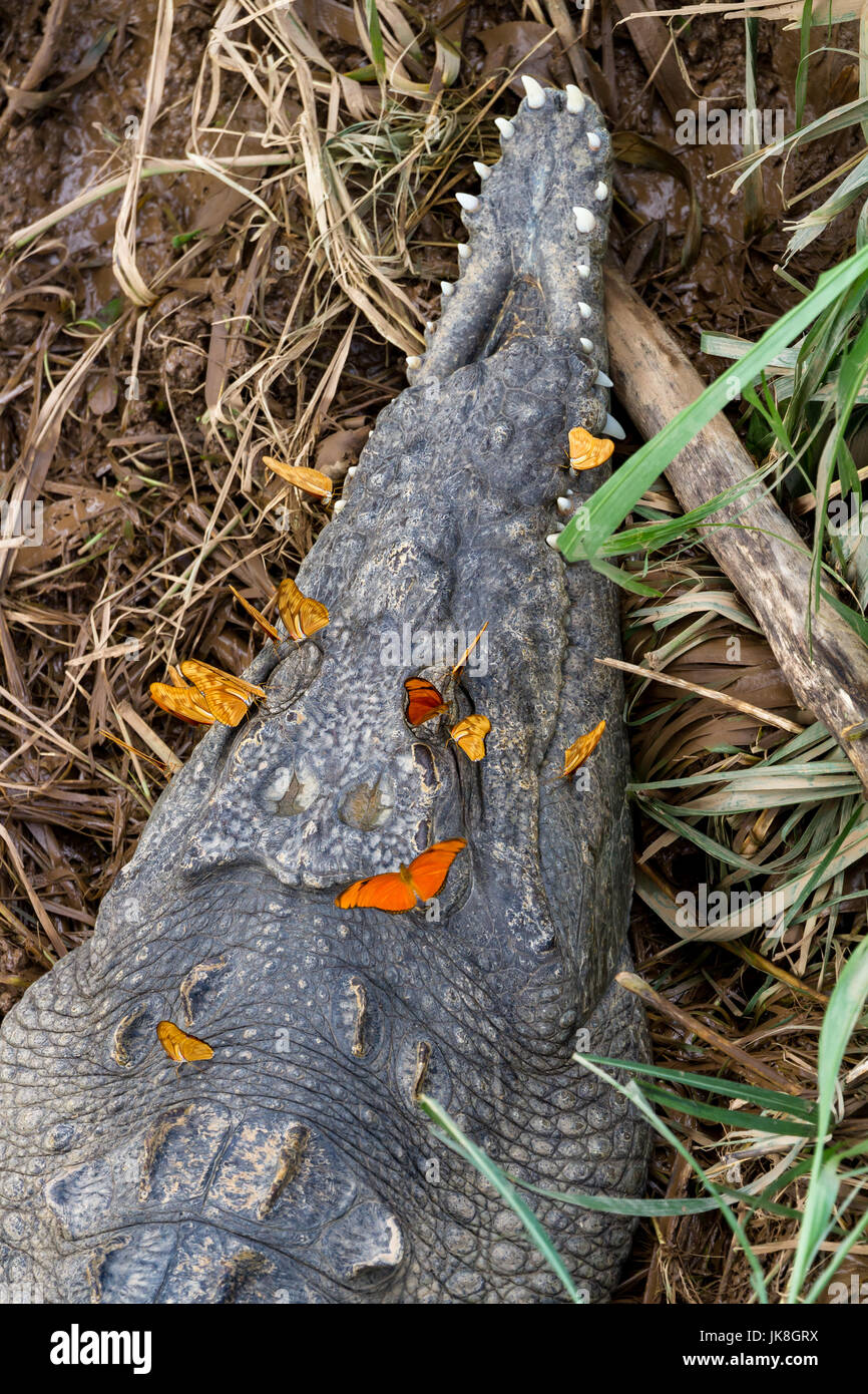 Broken Crocodile High Resolution Stock Photography and Images - Alamy