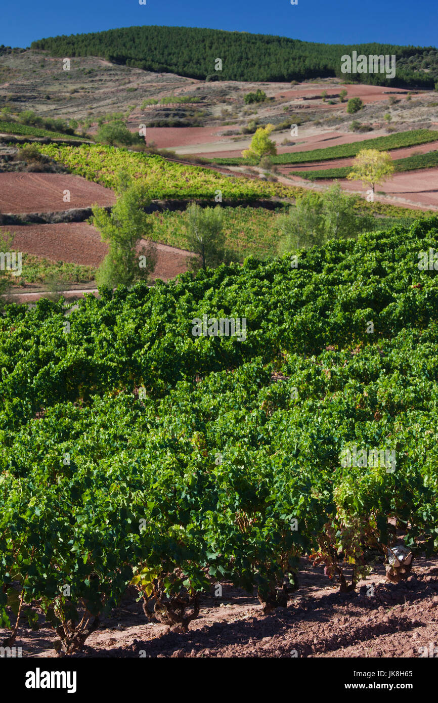 Spain, La Rioja Region, La Rioja Province, Bobadilla, vineyards Stock ...