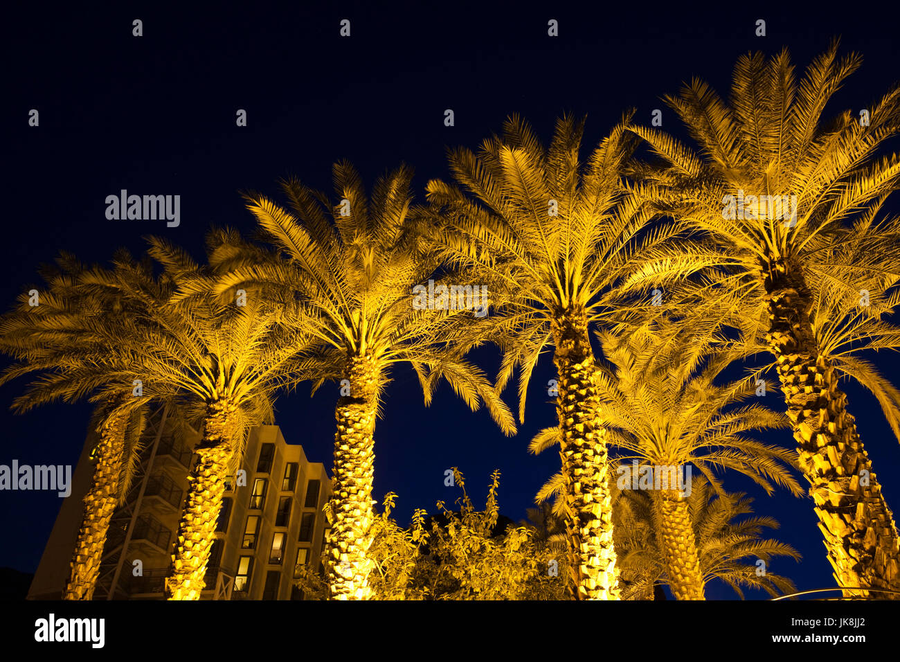 Israel palm trees hi-res stock photography and images - Alamy