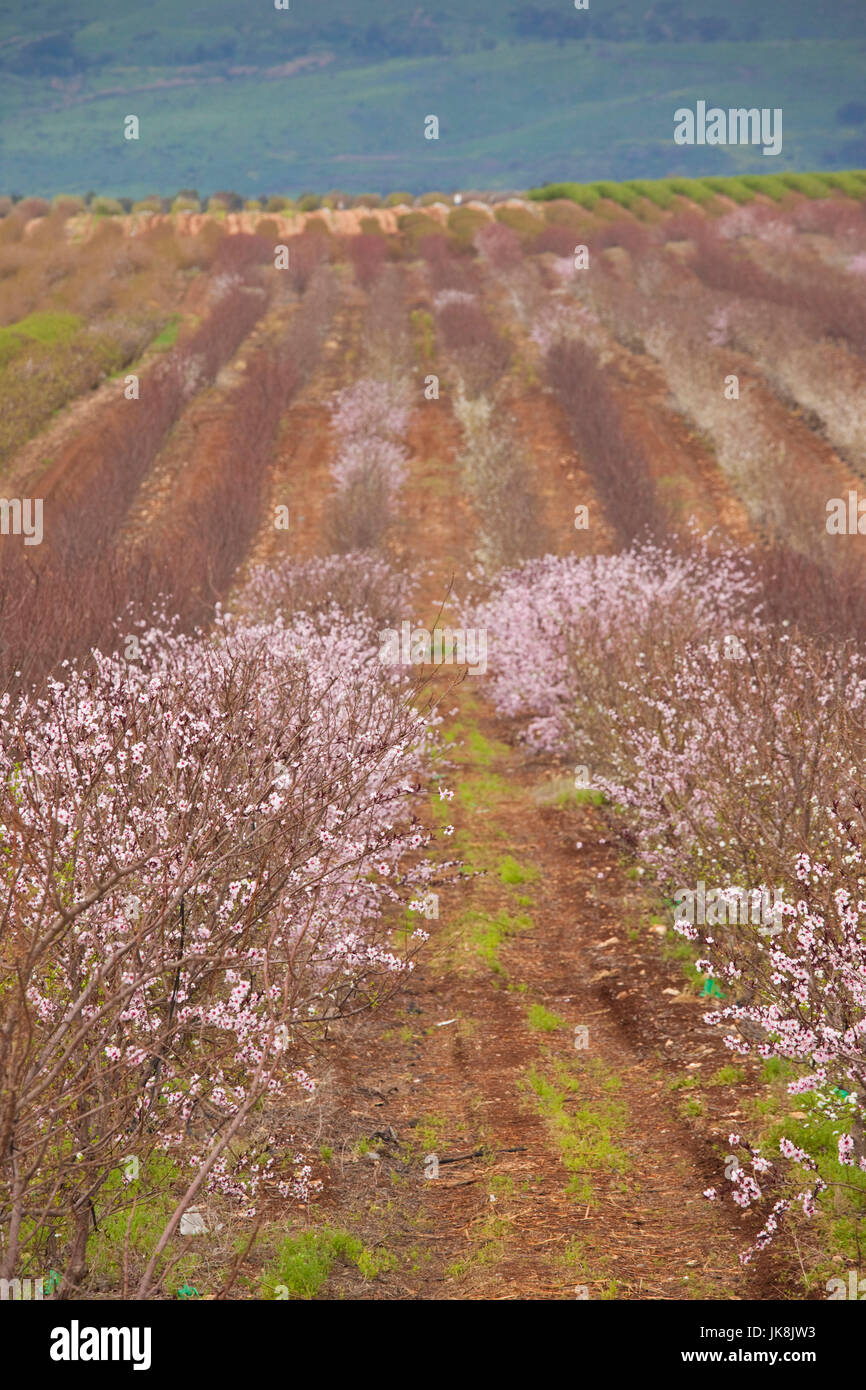 Israel, Upper Galilee, Rosh Pina, fruit trees, early spring Stock Photo ...