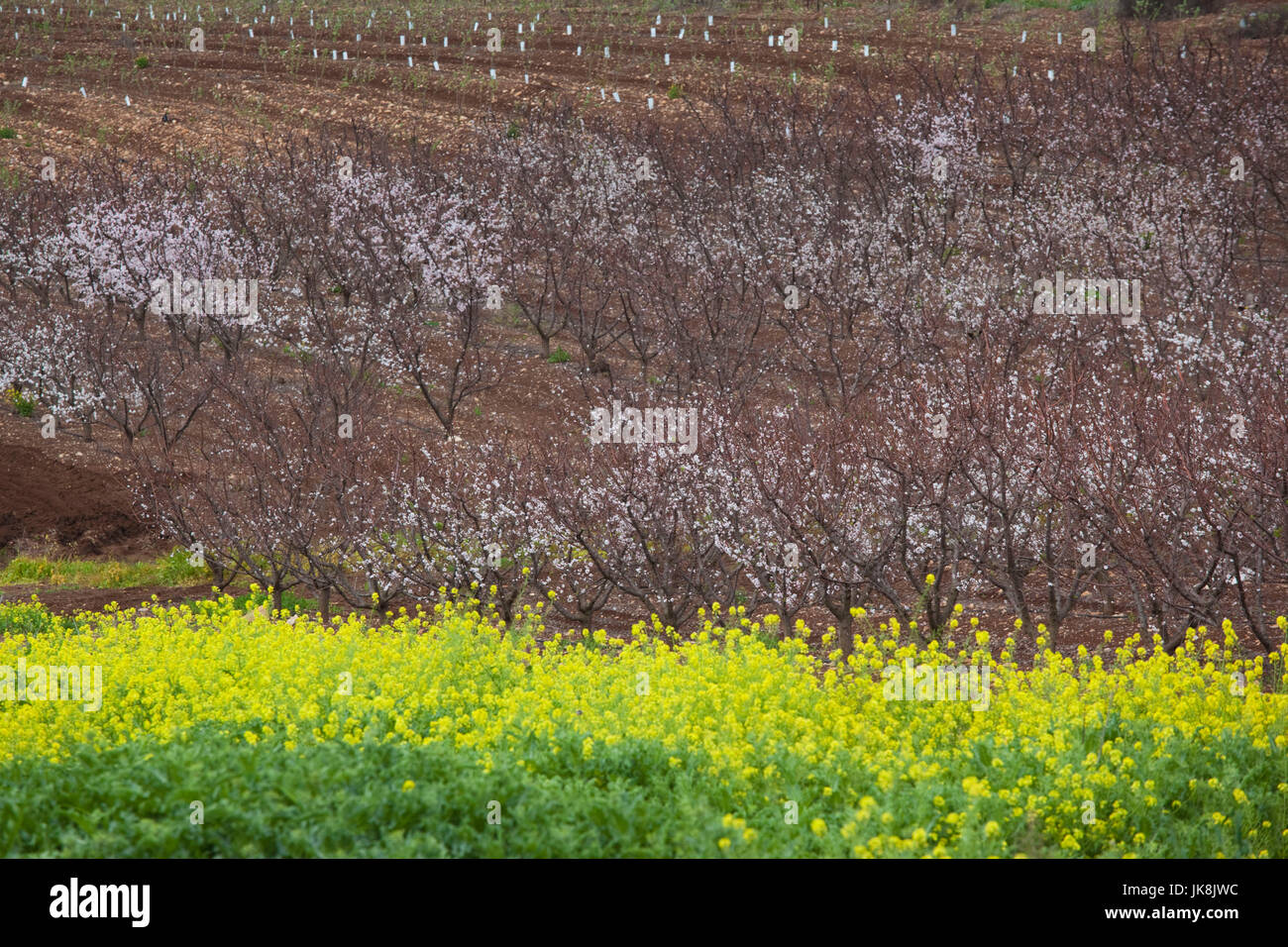 Israel, Upper Galilee, Rosh Pina, fruit trees, early spring Stock Photo ...